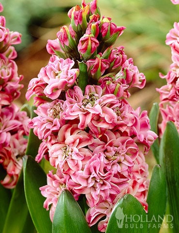 8 Fall Bulbs I Am Planting This Year